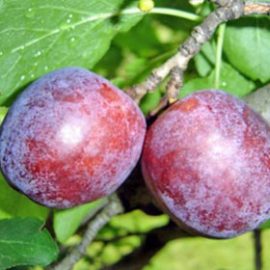 Šljiva Grose Felicija | Rasadnik Miloš Čolić