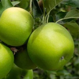 Jabuka Jablanka | Rasadnik Miloš Čolić