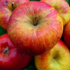 Jabuka Jablanka | Rasadnik Miloš Čolić